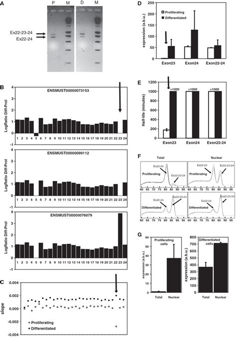 Association Between Rna Degradation And Alternative Splicing In Itga7