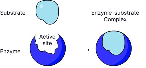 Enzymes Aqa A Level Biology