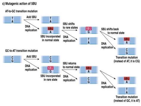 Mutation And Its Types Ppt Chemistry Science