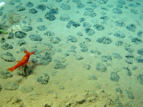 Polymetallic Nodules West Coast Placer