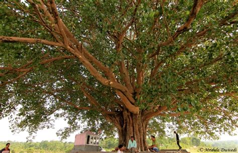 A Giant Pipal Tree Near Beas River At Pragpur Travel Tales From India And Abroad