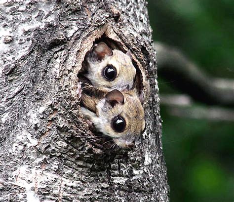 하늘다람쥐 분양 가격 특징 기르는 방법 네이버 블로그