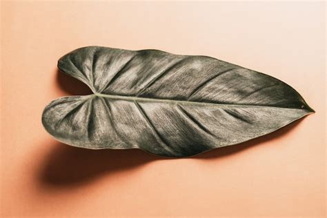 Premium Photo Monstera Leaf