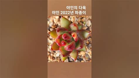 야인 2022년 파종이 젤리로 가나요 ~파종이 실생 다육 다유기 다육이 다육식물 반려식물 다육판매 다육이판매 다육이키우기 다육인스타그램 매혹이 청주