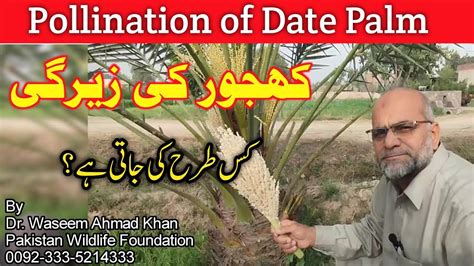 Date Palm Tree Pollination At Erin Hopkins Blog