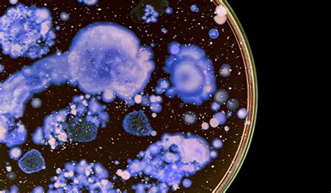 Ai Charts Bacterias Evolutionary Timeline Mirage News