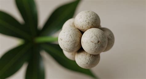 Ecological Time → Area