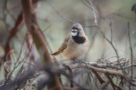 Oreoicidae