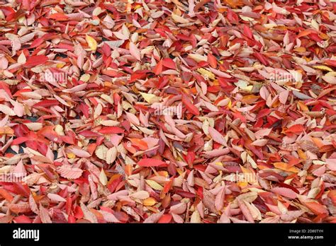 The Leaves Have Fallen Off The Trees Into A Pile Stock Photo Alamy