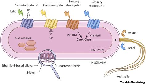 Halobacterium Salinarum Trends In Microbiology