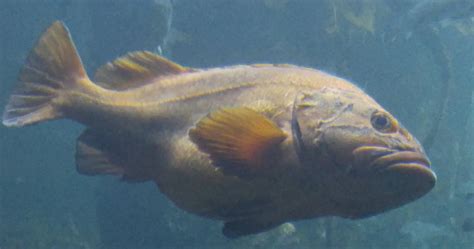 Ovoviviparous Fish When The Womb Is Also A Nursery Tankofish