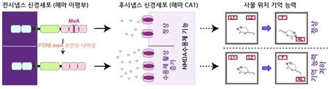 뇌 신경회로를 구성하는 분자암호를 밝혔다 시냅스 유전자 마이크로 엑손에 의한 흥분성 시냅스 특성과 기억 인지 조절 기전 발견약품신문