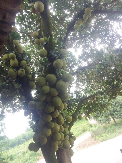 Anh Ch Ng Khoe C Y M T Tr M Qu Sai L C L U D N M Ng Nghi Ng Qu To N X H A Ra L