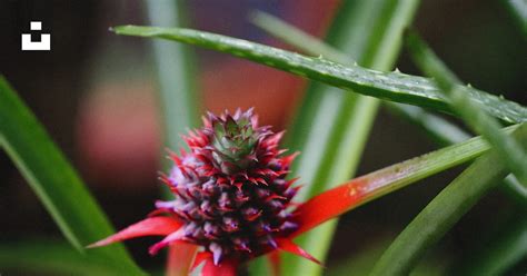 식물에 꽃의 클로즈업 사진 Unsplash의 무료 식물 이미지