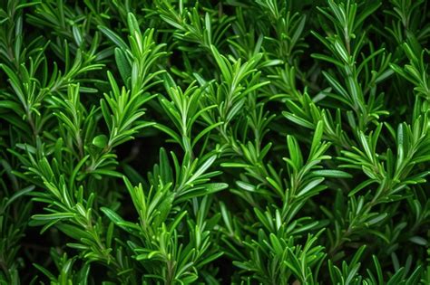 Premium AI Image Fresh Rosemary Leaves Filling The Entire Frame