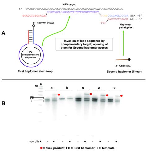 Locked Nats Strategy For Overcoming Template Titration A Design And