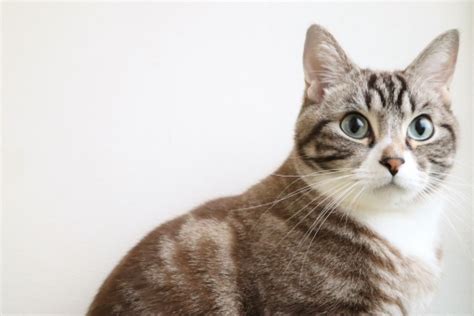 獣医師監修猫の肥満細胞腫って何気になる症状治療予後について解説 著者相澤啓介 獣医師 ウィズペティ健康ライブラリー