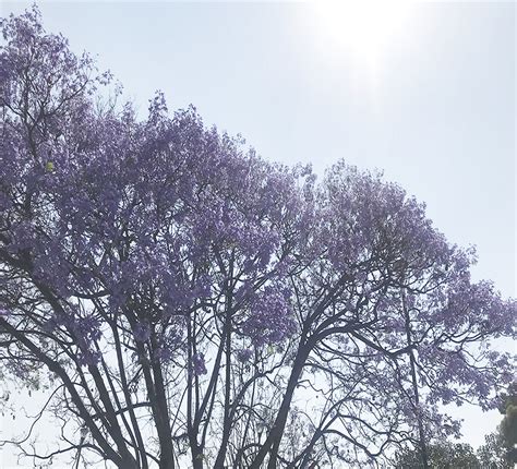 Por Qué Las Jacarandas Están Floreciendo Antes De Tiempo En México 2023
