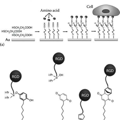 3 Implication Of Cell Surface Interaction For Biosensors And Tissue