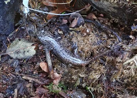 Dicamptodon Tenebrosous Coastal Giant Salamander 10000 Things Of