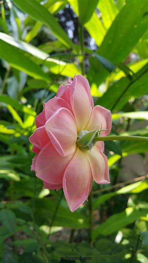 عکس گل محمدی برای پروفایل ” 2024 غنچه و بازشده در طبیعت زیبا در رنگ