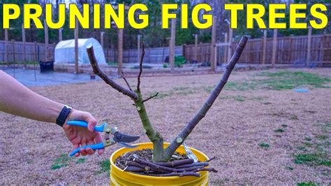 Pruning Fig Trees Perfectly For Fig Cuttings Complete Guide How To