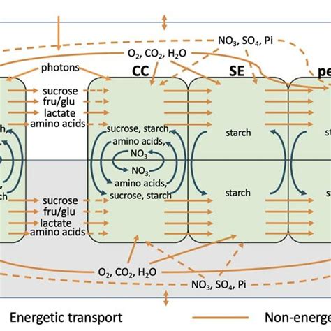 Schematic Of The Diel Multi Cell Fba Model Of Leaf Tissue Showing The