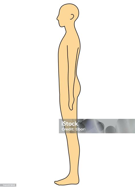 Ilustración De Contorno Del Cuerpo Humano Lado Ilustración Y Más