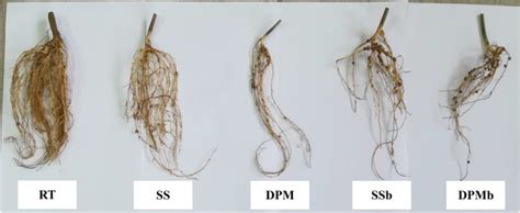 Root Systems With Nodules Under Treatments Including I Reference Download Scientific Diagram