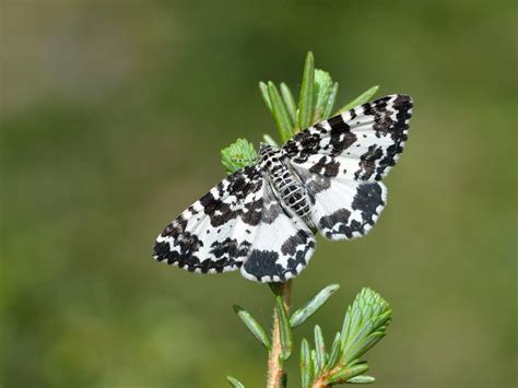 Argent And Sable Butterfly Conservation