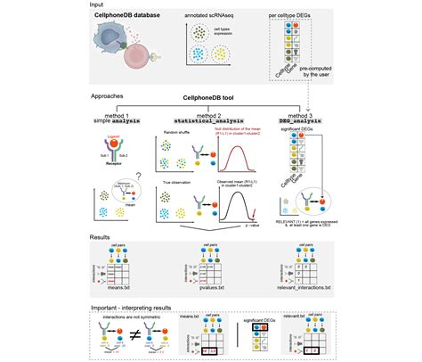 Cellphonedb V3 Trasig Inferring Cell Cell Interactions From