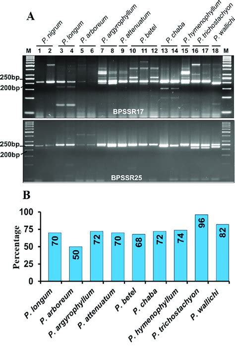 Cross Species Transferability Of Ssr From P Nigrum In Other Species Of Download Scientific
