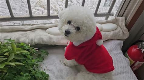 밖에 나가고 싶어 산책하고 왔는데또 가고 싶어서눈빛으로 말하고 있는 보리😀 Youtube