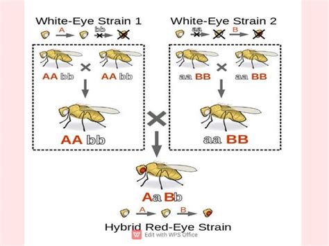 Complementation Mapping And Gene Mapping