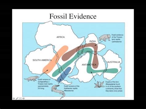 Pangaea Fossil Evidence