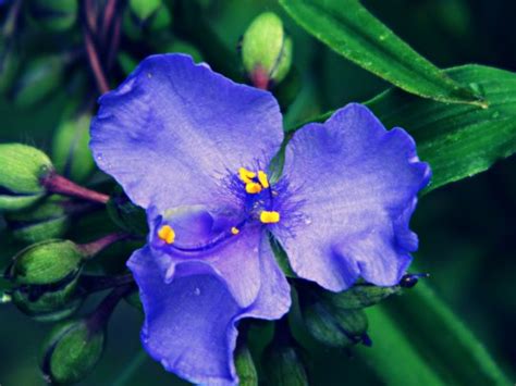 მინდვრის ყვავილები