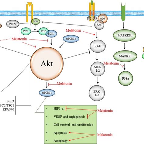 A Summary Of Interaction Between Melatonin And Various Signaling Pathways Download Scientific