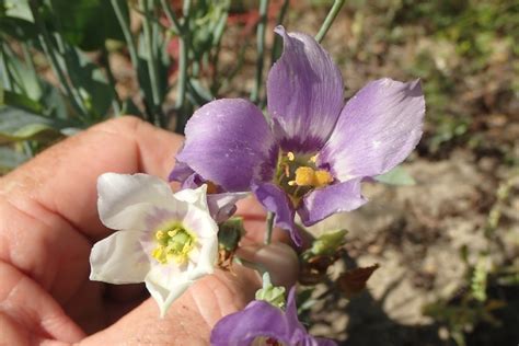 Eustoma Exaltatum Calflora