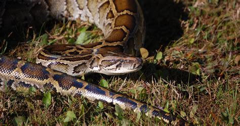 Everything To Know About Floridas Urgent Python Problem