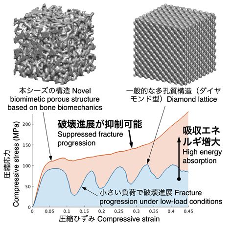 生体骨を模倣した3dプリント可能で力学的高機能な多孔質構造体 北海道大学 研究シーズ集