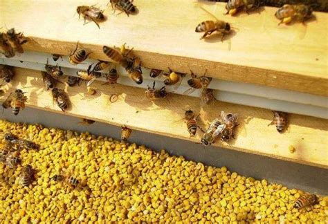 Подкормка пчел весной: виды, сроки, заменители корма