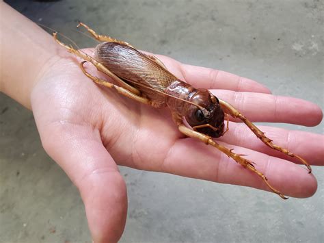 Giant Sia Ferox Jungle Cricket Little Caterpillar Art