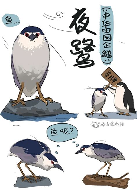 涉禽中的伪装者 中华田园企鹅” 夜鹭 小红书 花瓣网