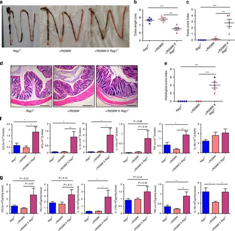 the nlrp3r258w x rag1− − mice develop spontaneous colitis a e
