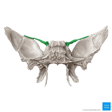 Sphenoid Bone Posterior View Diagram Quizlet