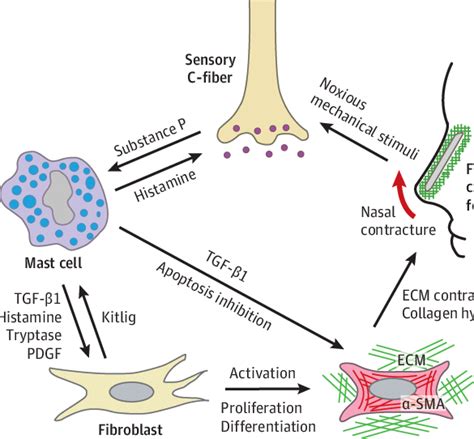 Putative Neuropeptide Mast Cell Myofibroblast Signaling Pathway Download Scientific Diagram