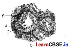 Human Reproduction Class Important Questions And Answers Biology Chapter OnlineLearning Blog