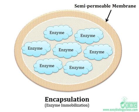 Biotechnology Enzyme Immobilization Techniques