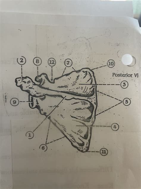 Scapula Diagram Quizlet