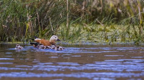 Ruddy Shelduck And Ducklings Stock Image Image Of Waterfowl Bill 93677193